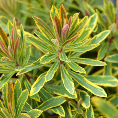 YouGarden Euphorbia 'Silver Edge', Hardy Evergreen Plant, Established ...