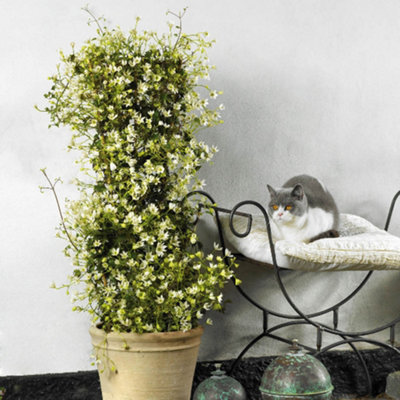 YouGarden Evergreen Clematis 'Michiko', 3 x Compact White Spring ...