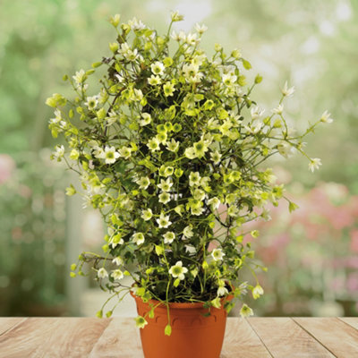 YouGarden Evergreen Clematis 'Michiko', 3 x Compact White Spring ...