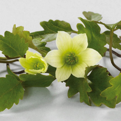 YouGarden Evergreen Clematis 'Michiko', 3 x Compact White Spring ...