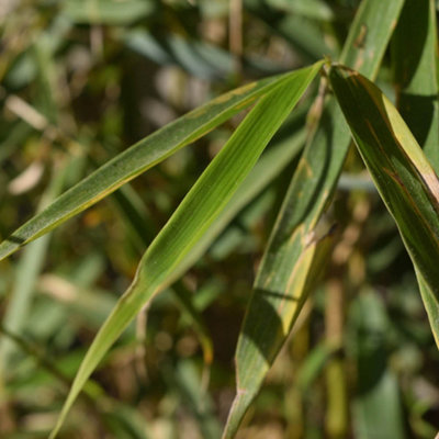 YouGarden Fargesia rufa 'Fountain' Bamboo in a 9cm Pot, Evergreen Clump ...