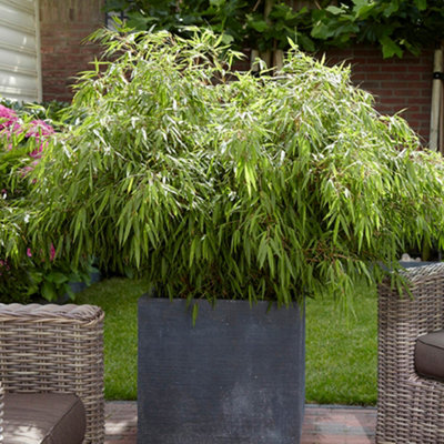 YouGarden Fargesia rufa 'Fountain' Bamboo, Set of Three Plants in 9cm ...