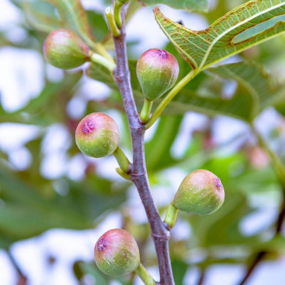 YouGarden Ficus 'Little Miss Figgy', Dwarf Fig Tree, 3 Litre Potted ...