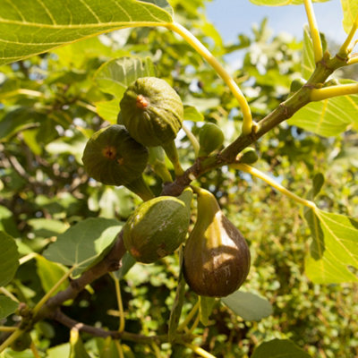 YouGarden Fig Tree 'Brown Turkey' Standard, Established Plant 70-100cm ...