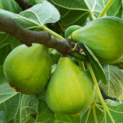 YouGarden Fig Tree 'Brown Turkey' Standard, Established Plant 70-100cm ...