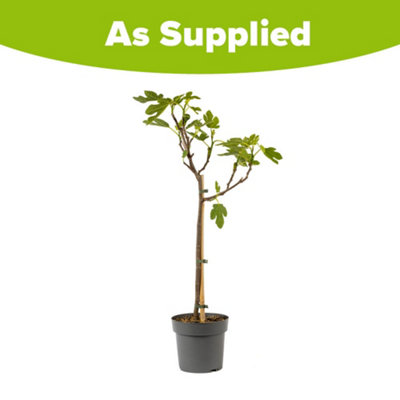 YouGarden Fig Tree 'Brown Turkey' Standard, Established Plant 70-100cm ...