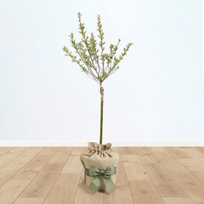 YouGarden Flamingo Willow Tree, Salix Integra 'Hakuro-nishiki ...