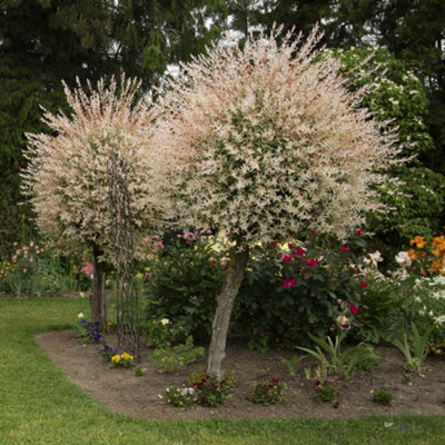 YouGarden Flamingo Willow Tree, Salix Integra 'Hakuro-nishiki ...
