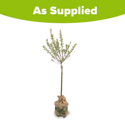 YouGarden Flamingo Willow Tree, Salix Integra 'Hakuro-nishiki ...