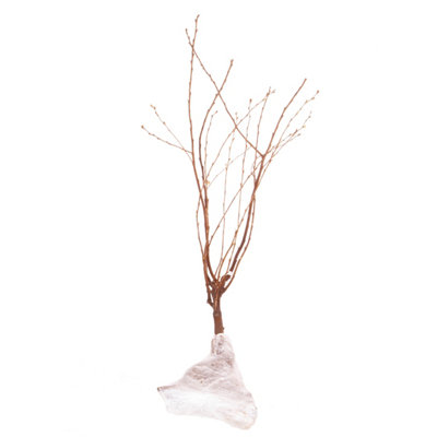 YouGarden Flowering Cherry Tree Prunus 'Kanzan' Bare Root Tree ...