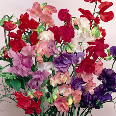 YouGarden, Fragrant Sweet Pea Cut Flowers Mix of 10 Garden Ready Plants