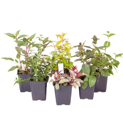 YouGarden Fuchsia Plants x 6 (Approximately 9cm Incl. Pots) Pot Plants ...