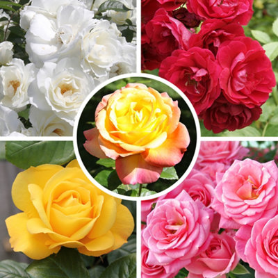 YouGarden Garden Glamour Rose Collection, Repeat Flowering Rose Bushes ...