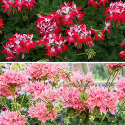 YouGarden Geranium 'Summer Twist' Collection, Set of Six Plug Plants ...