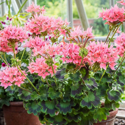 YouGarden Geranium 'Summer Twist' Rose, Set of Six Plug Plants, Ready ...