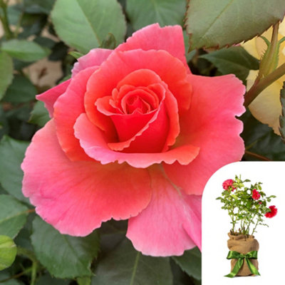 YouGarden Gift Wrapped Rose Coral Wedding 35th Anniversary, 3L Potted ...