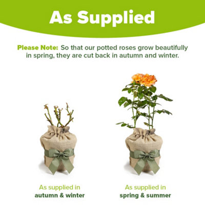 YouGarden Gift Wrapped Rose Fab at 80 ™, 3L Potted Rose, Wrapped in a ...