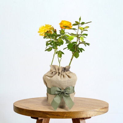 YouGarden Gift Wrapped Rose You Are My Sunshine, 4L Potted Rose ...