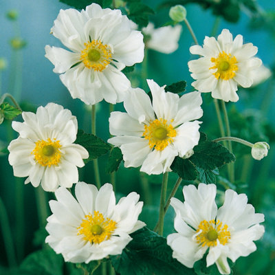 YouGarden Hardy Japanese Anemone Collection, Set of 3 Established ...