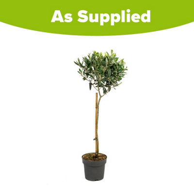 YouGarden Hardy Ornamental Olive Tree Standard 80-90cm Tall ...