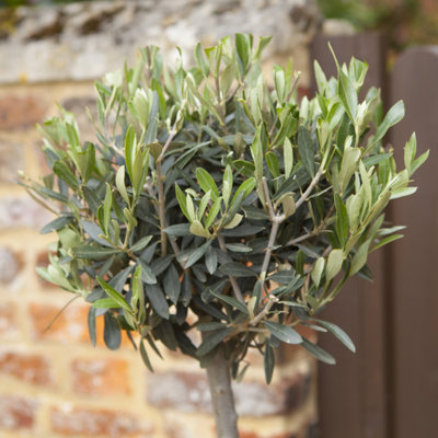YouGarden Hardy Ornamental Olive Tree Standard 80-90cm Tall ...
