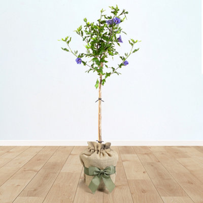 YouGarden Hibiscus 'Blue Chiffon' Standard Tree, 90cm Tall in 3L Pot ...