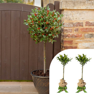 YouGarden Holly Tree 'Blue Maid' Standards, Pair of Plants, Each ...