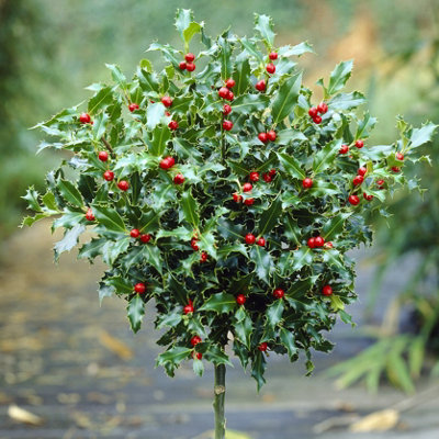 YouGarden Holly Tree Ilex meserveae 'Blue Maid' Mini Standard Potted ...