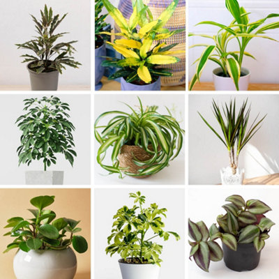 YouGarden Houseplant Collection, Set Of 6 Easy-Care Plants, 9cm Pots ...