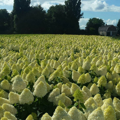 YouGarden - Hydrangea 'Magical Candle' 3L Potted