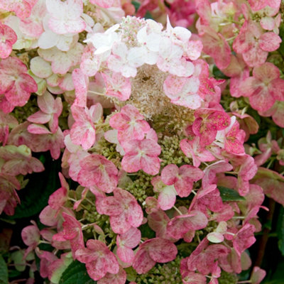 YouGarden Hydrangea 'Magical Fire', Established Plant in 3L Pot, Ready ...