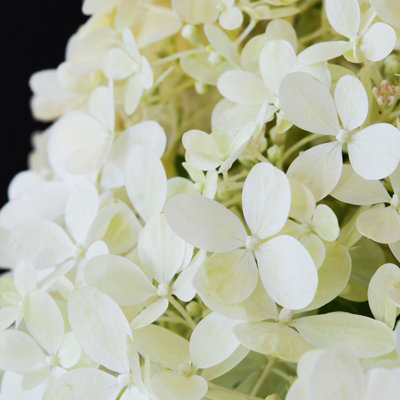 YouGarden Hydrangea Magical Matterhorn 3L Potted