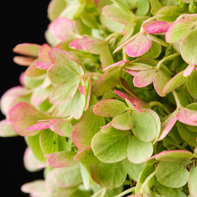 YouGarden Hydrangea Magical Matterhorn 3L Potted