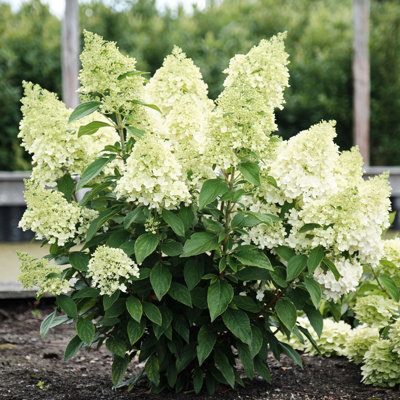 YouGarden Hydrangea Magical Matterhorn 3L Potted