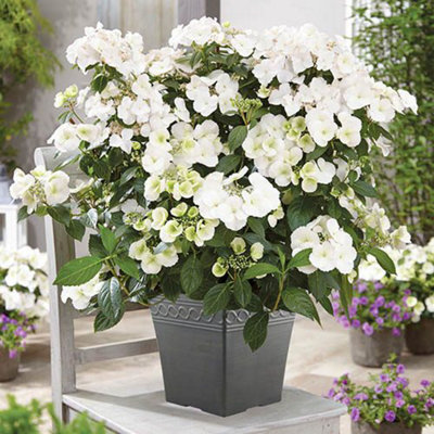 YouGarden Hydrangea Plant 'Runaway Bride' (Approx 20/25cm Inc Pot ...