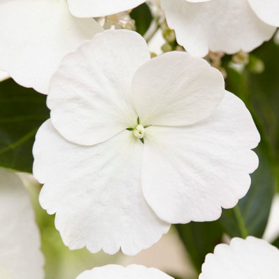 YouGarden Hydrangea Plant 'Runaway Bride' (Approx 20/25cm Inc Pot ...