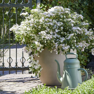 YouGarden Hydrangea Plant 'Runaway Bride' (Approx 20/25cm Inc Pot ...