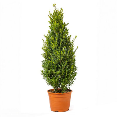 YouGarden Ilex crenata Pyramid, Established Shrub in 3L Pot, 55-60cm ...