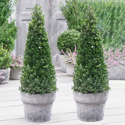 YouGarden Ilex crenata Pyramid, Pair of Established Shrubs in 3L Pots ...