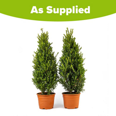 YouGarden Ilex crenata Pyramid, Pair of Established Shrubs in 3L Pots ...