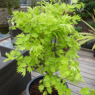 YouGarden Japanese Maple Tree, Acer Shirasawanum 'Jordan' in 3L Pot, 40 ...