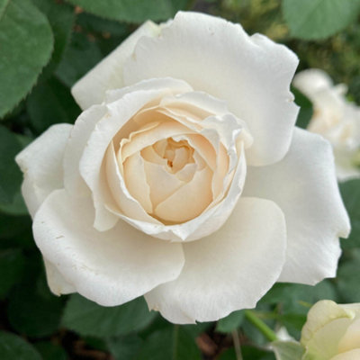 YouGarden Kimberly's Rose, Colour Changing Floribunda Rose, 4 Litre Pot ...