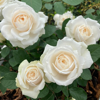 YouGarden Kimberly's Rose, Colour Changing Floribunda Rose, 4 Litre Pot ...