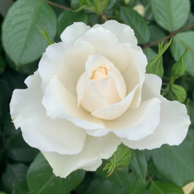 YouGarden Kimberly's Rose, Colour Changing Floribunda Rose, 4 Litre Pot ...