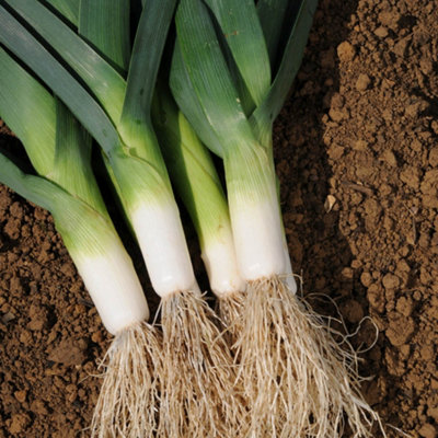 YouGarden Leek 'Jolant' Plug Plants, Pack of 12, Hardy and Versatile ...