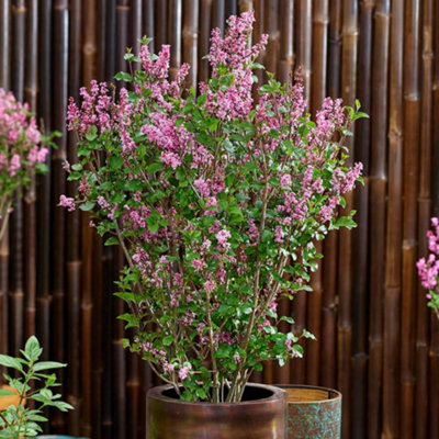 YouGarden Lilac 'Little Rosie', Established Plant in 3L Pot, Ready to ...