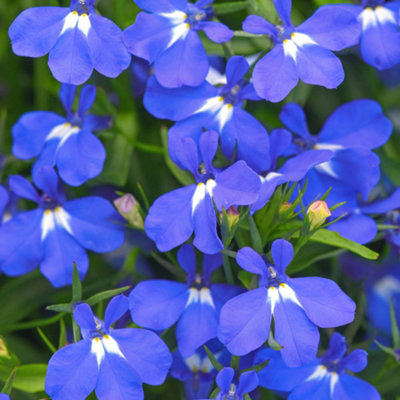 YouGarden Lobelia Heatopia, 24 Plug Plants Blue Flowers, Ready To Plant ...