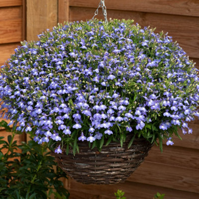 YouGarden Lobelia Heatopia, 24 Plug Plants Blue Flowers, Ready To Plant ...