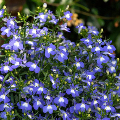 YouGarden Lobelia Heatopia, 24 Plug Plants Blue Flowers, Ready To Plant ...