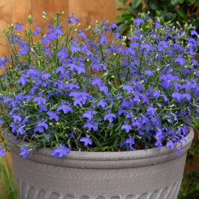 YouGarden Lobelia Heatopia, 24 Plug Plants Blue Flowers, Ready To Plant ...